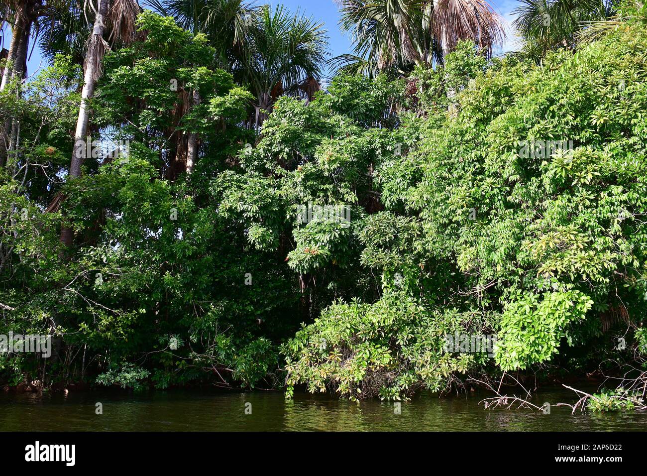 Lake Sandoval, Tambopata National Reserve, Peru, South America Stock ...