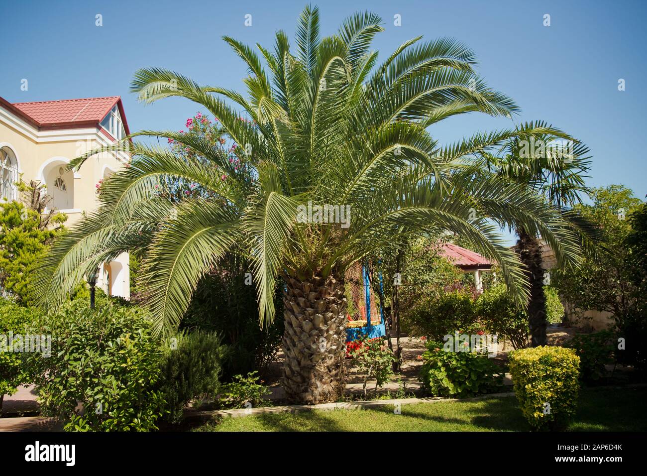 Mediterranean flair in Palma . Palm trees in the yard of the house ...