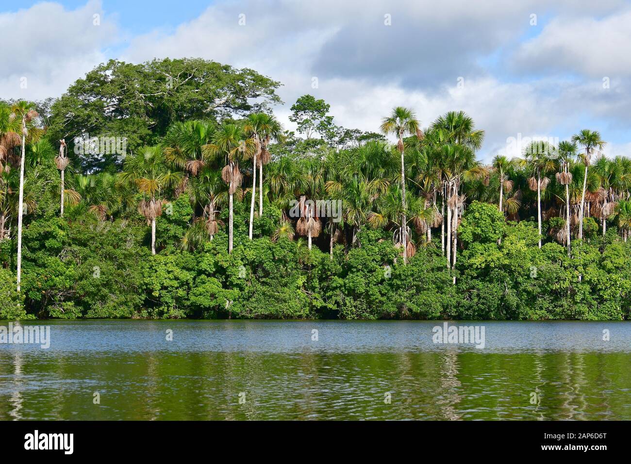 Lake Sandoval, Tambopata National Reserve, Peru, South America Stock ...