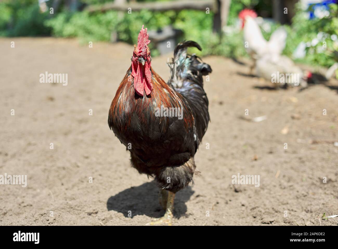Colorful black rooster male walking on the grass of a farm Stock Photo ...