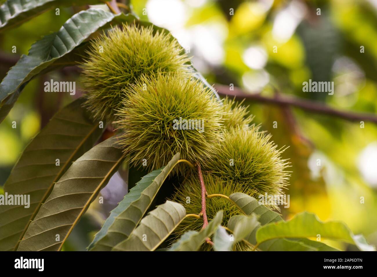 Sweet chestnut tree with fruit Stock Photo - Alamy