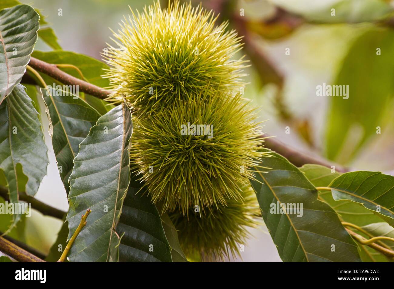 Chestnut cultivation hi-res stock photography and images - Alamy