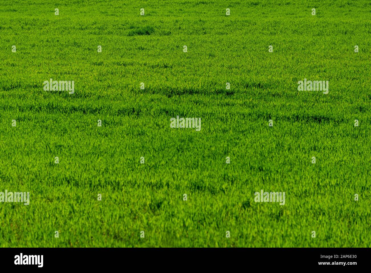 Football field texture hi-res stock photography and images - Alamy