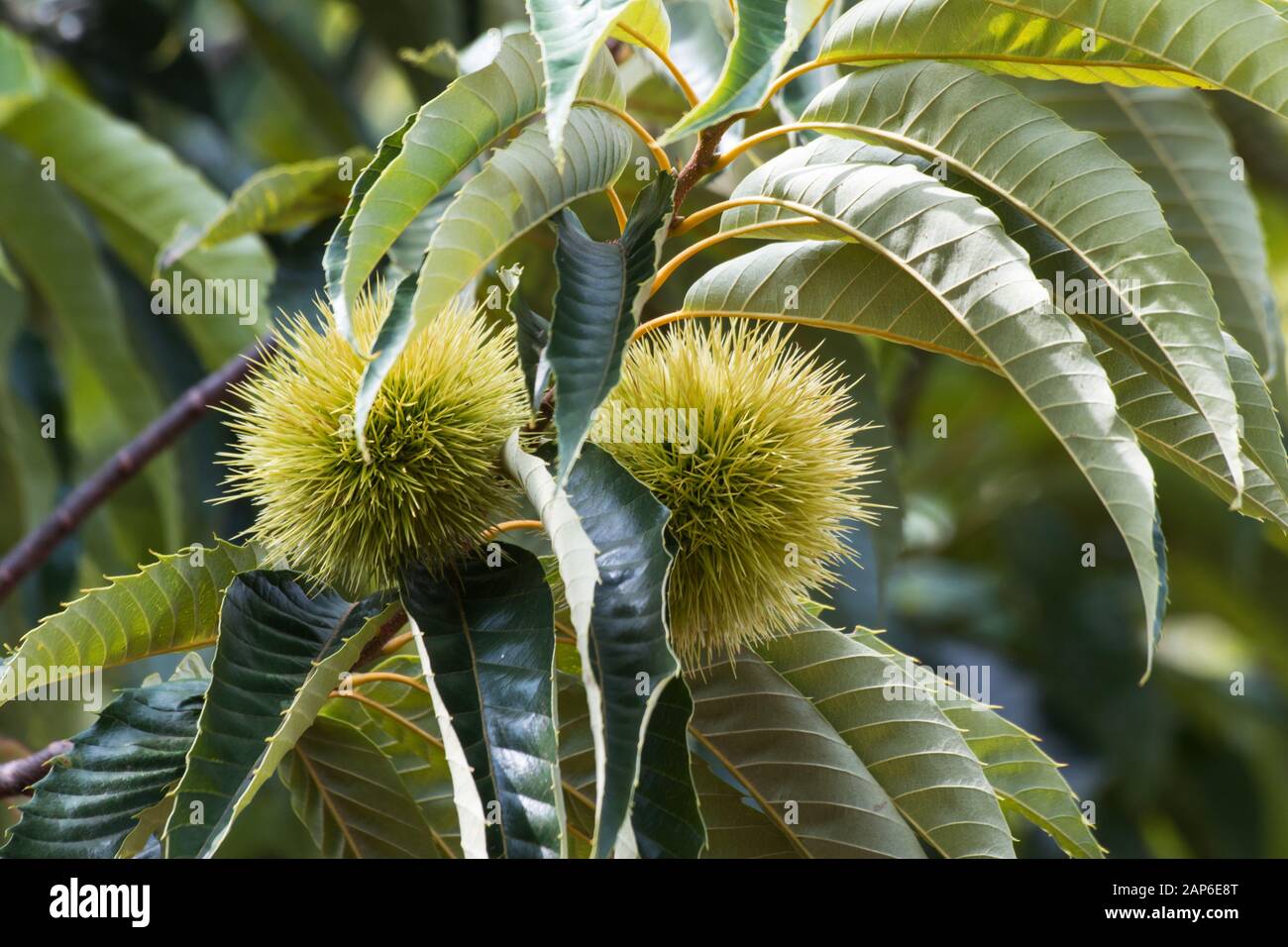 Chestnut plantation hi-res stock photography and images - Alamy