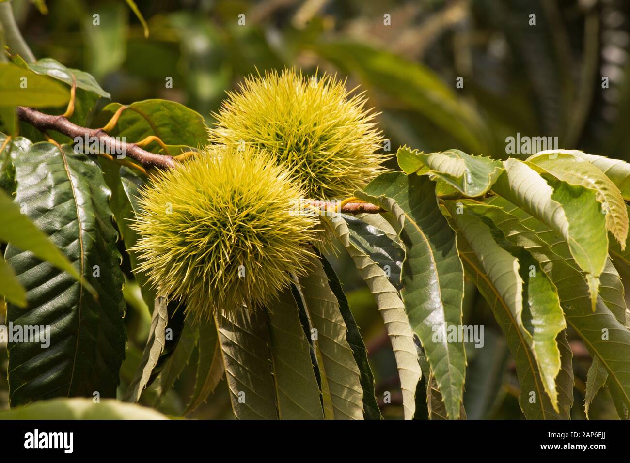 Sweet chestnut tree with fruit Stock Photo - Alamy