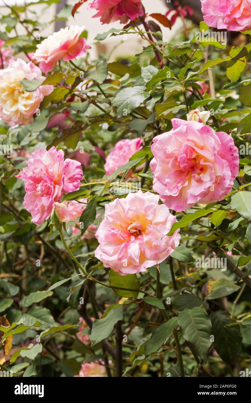 Pink roses in a garden Stock Photo - Alamy