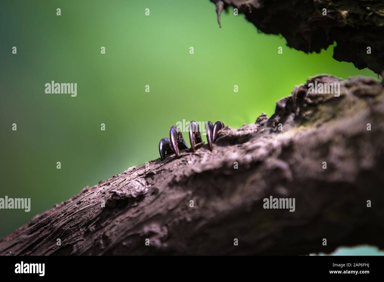 Giant Bat claw hanging in a tree with green background Stock Photo - Alamy