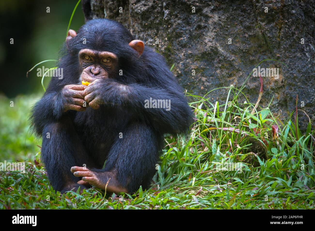 Chimpanzees Eating Fruit