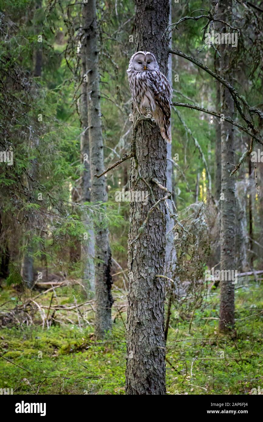 Ural owl (Strix uralensis Stock Photo - Alamy