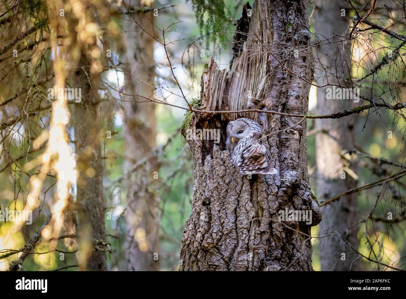 Ural owl (Strix uralensis Stock Photo - Alamy