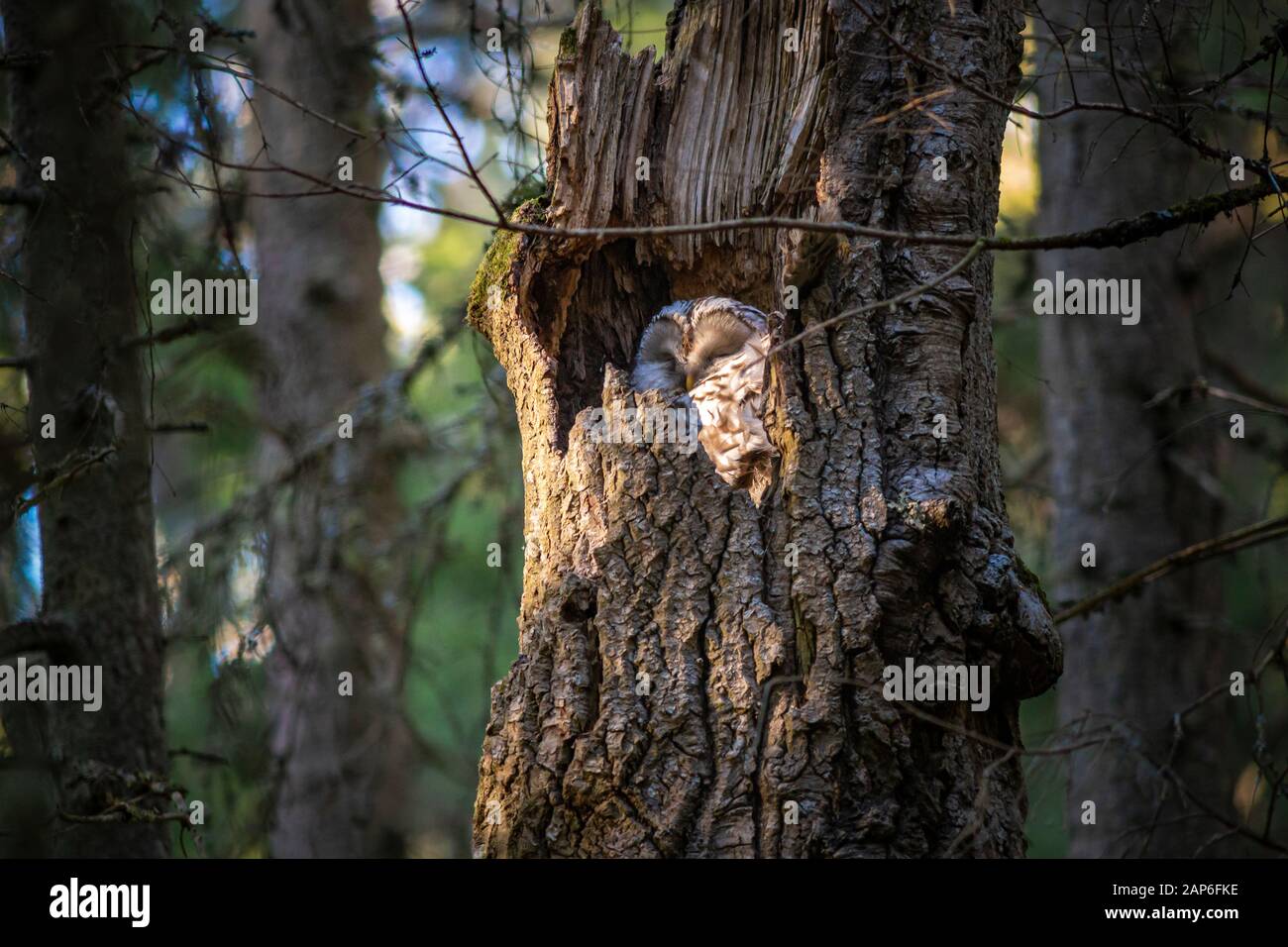 Ural owl (Strix uralensis Stock Photo - Alamy