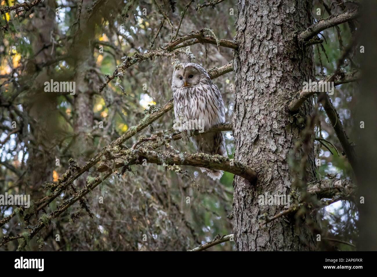 Ural owl (Strix uralensis Stock Photo - Alamy