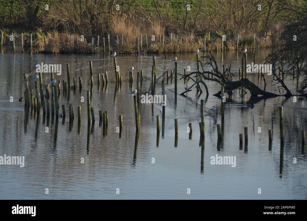 Walthamstow Wetlands nature reserve,London,England,UK Stock Photo - Alamy