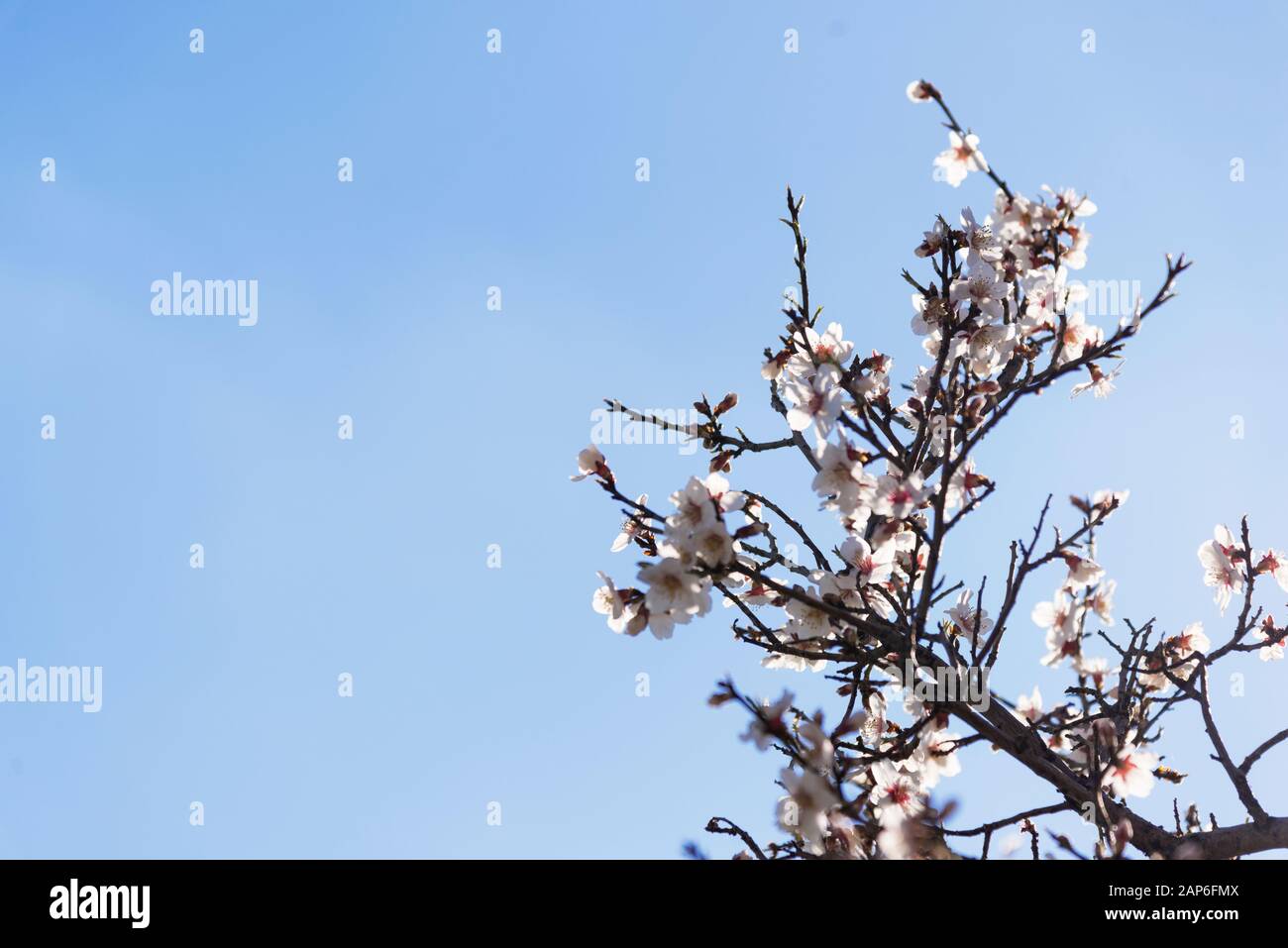 Tree flowers on a blue sky background Stock Photo - Alamy