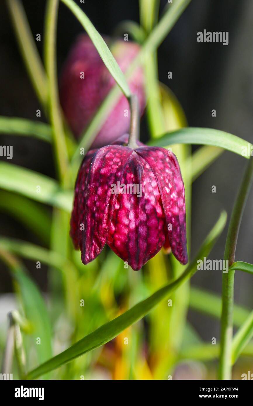 Chequered fritillary hi-res stock photography and images - Alamy