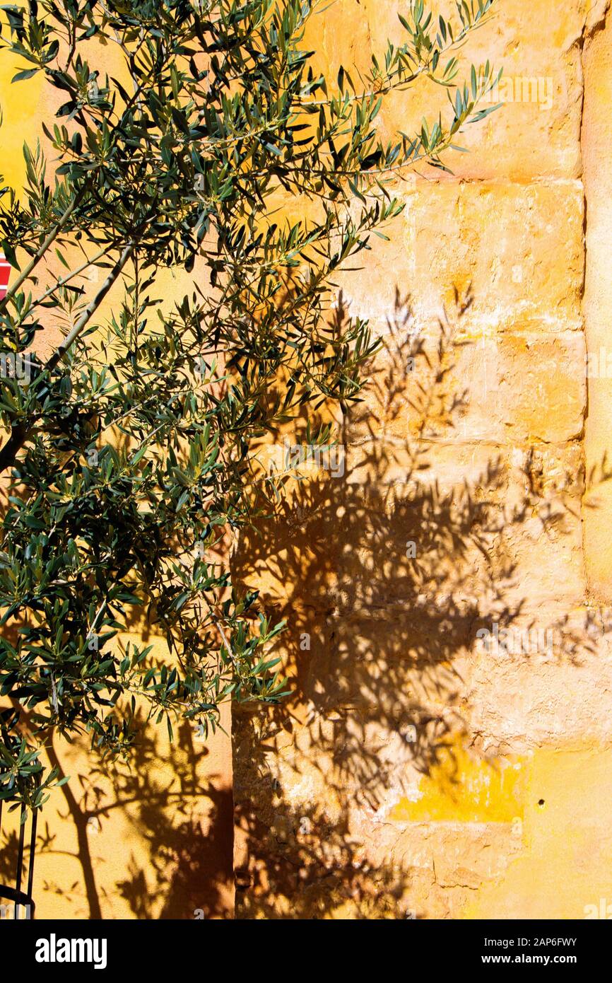 Olive twigs hi-res stock photography and images - Alamy