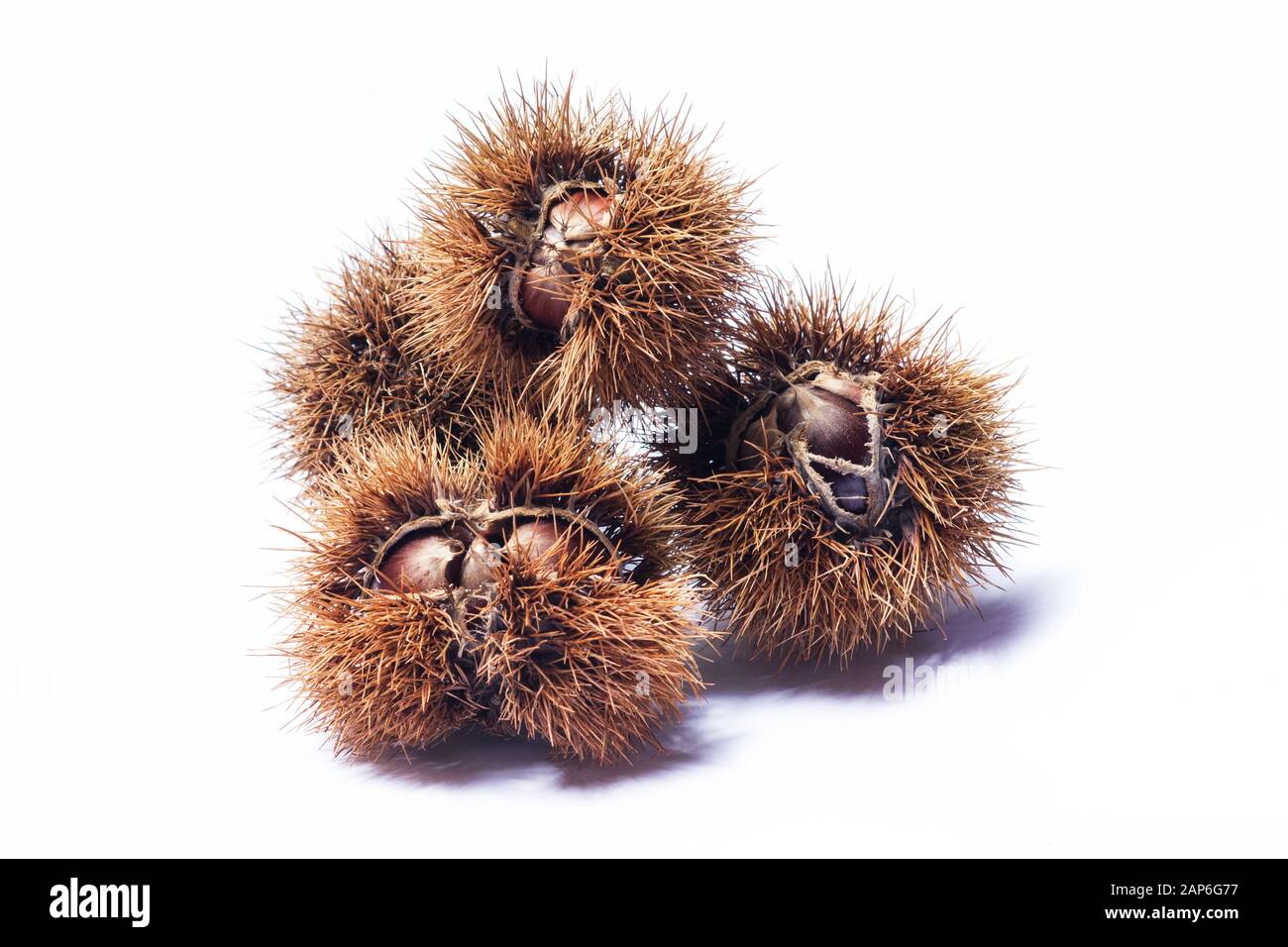 Chestnut burr isolated on white background Stock Photo - Alamy