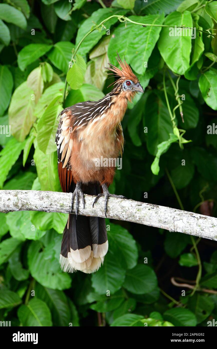 Hoatzin, reptile bird, Opisthocomus hoazin, Schopfhuhn, Zigeunerhuhn ...