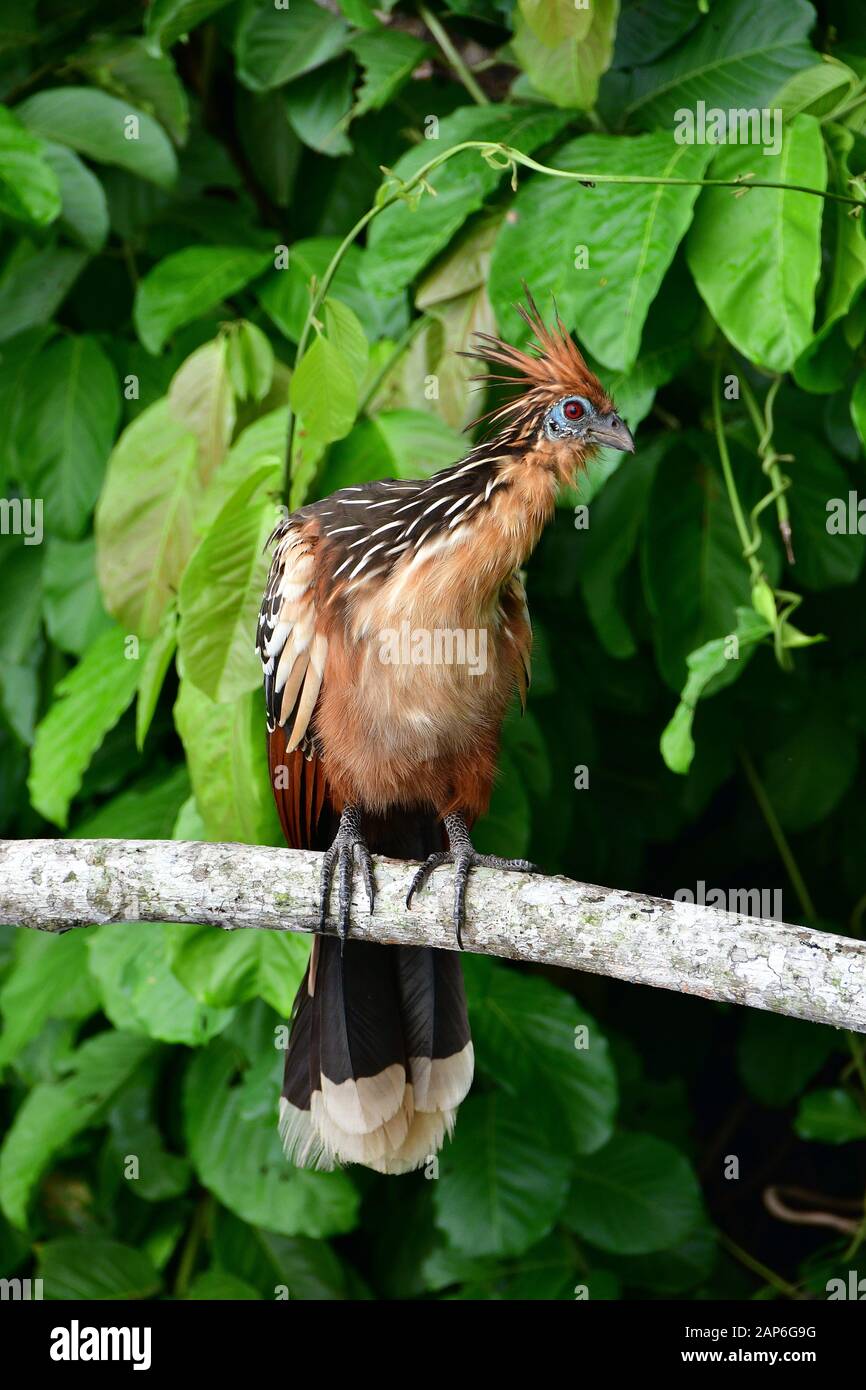 Hoatzin, reptile bird, Opisthocomus hoazin, Schopfhuhn, Zigeunerhuhn ...