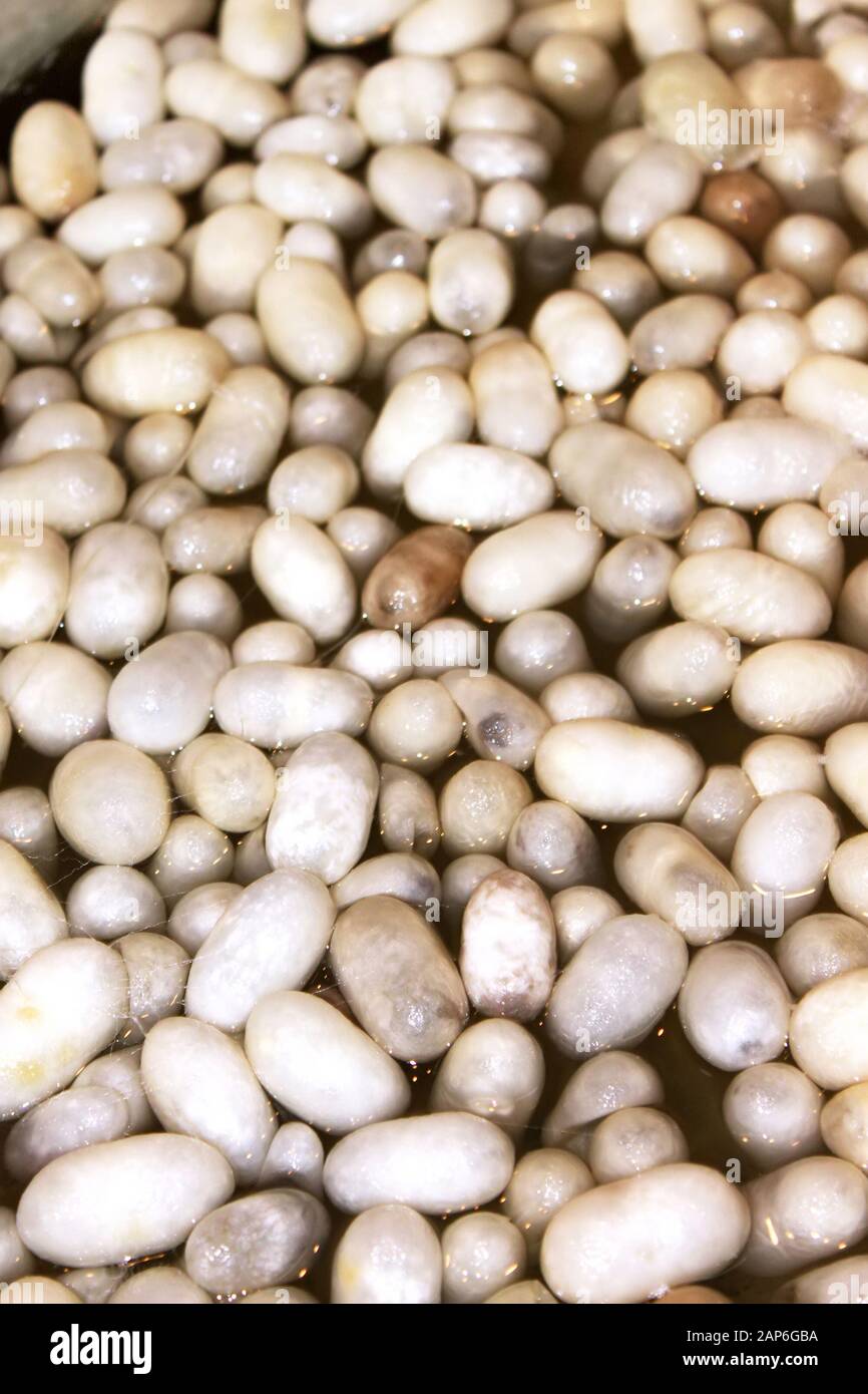 Cocoons of silkworm in a water bath. They will be ready to unwind a ...