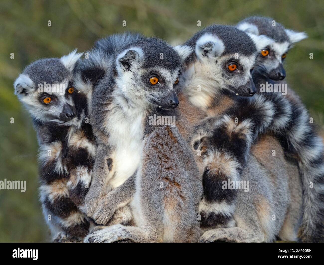 Scent Glands High Resolution Stock Photography and Images - Alamy