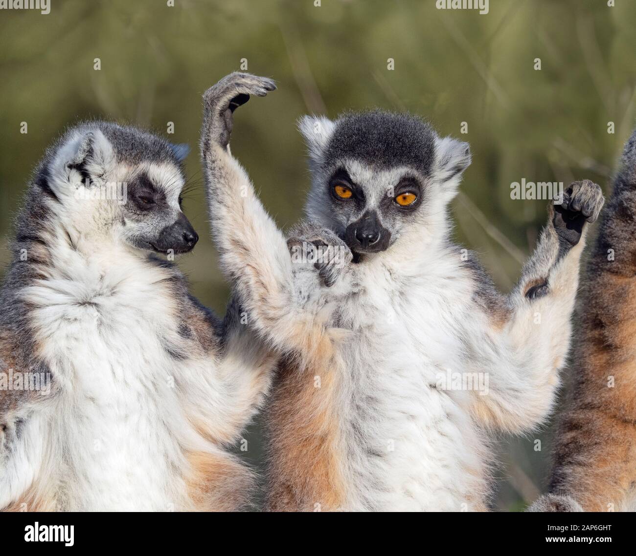 Ring-tailed lemur Lemur catta Stock Photo - Alamy