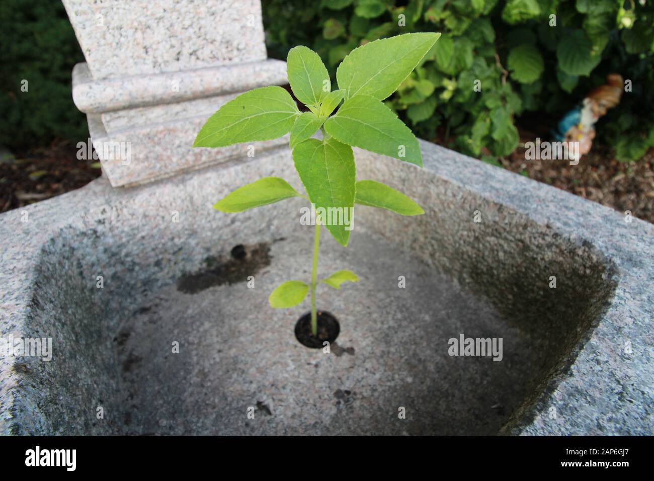 Lonely plant with dwarf in background Stock Photo - Alamy