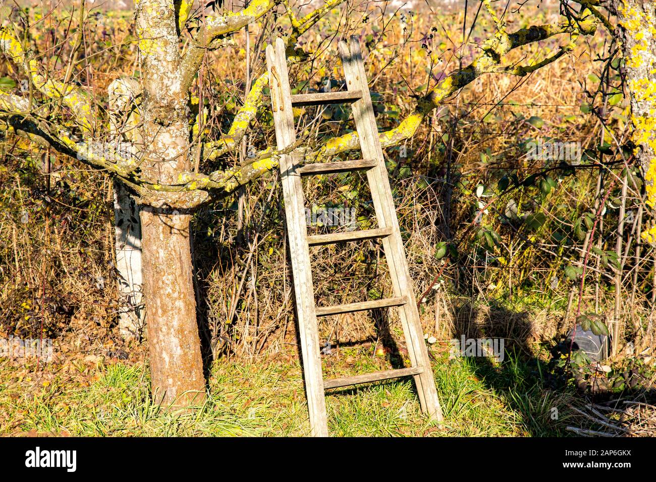 a apple tree with a ladder in winter Stock Photo - Alamy