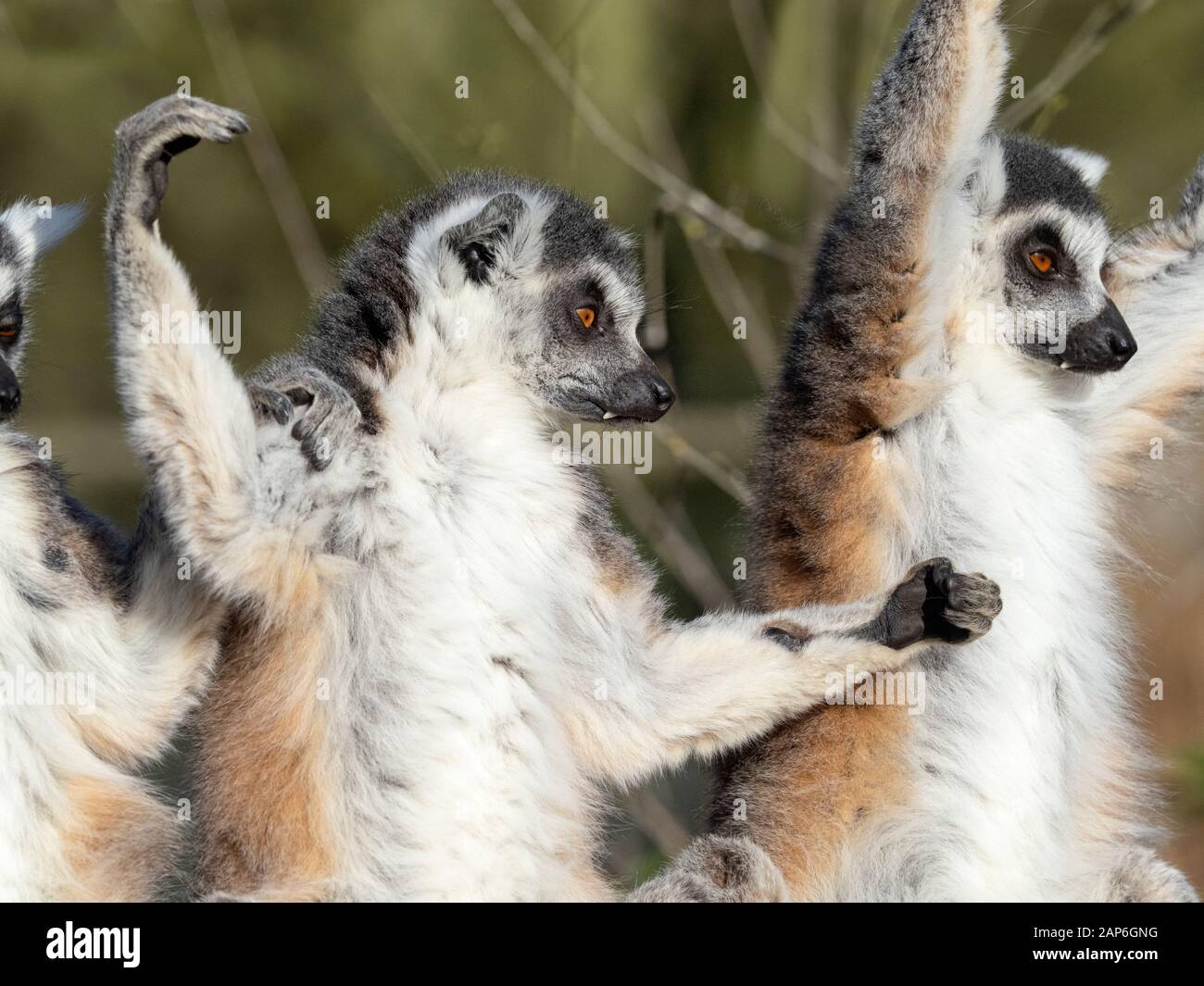 Scent Glands High Resolution Stock Photography and Images - Alamy