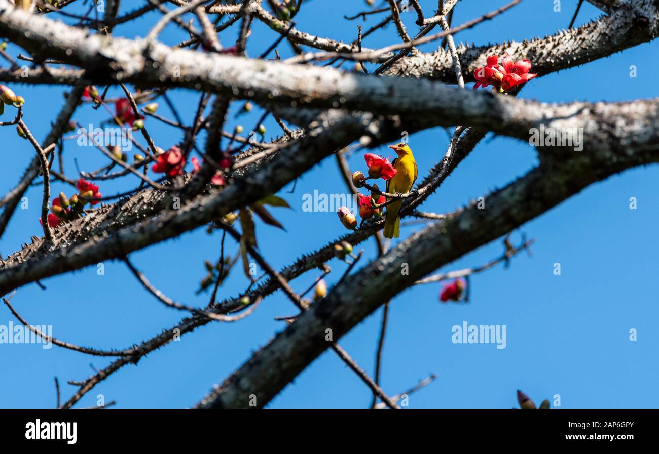 Brown oriole hi-res stock photography and images - Alamy