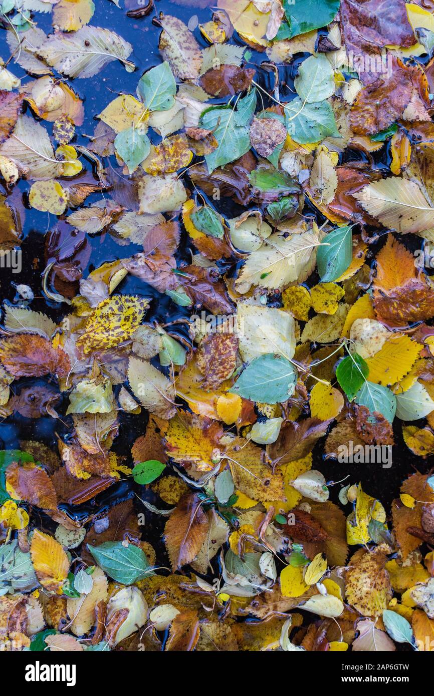 Colorful fallen leaves in a puddle of water, autumn background Stock ...