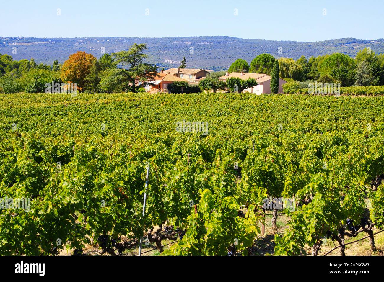 View on valley with vines after harvest and typical French farm house ...