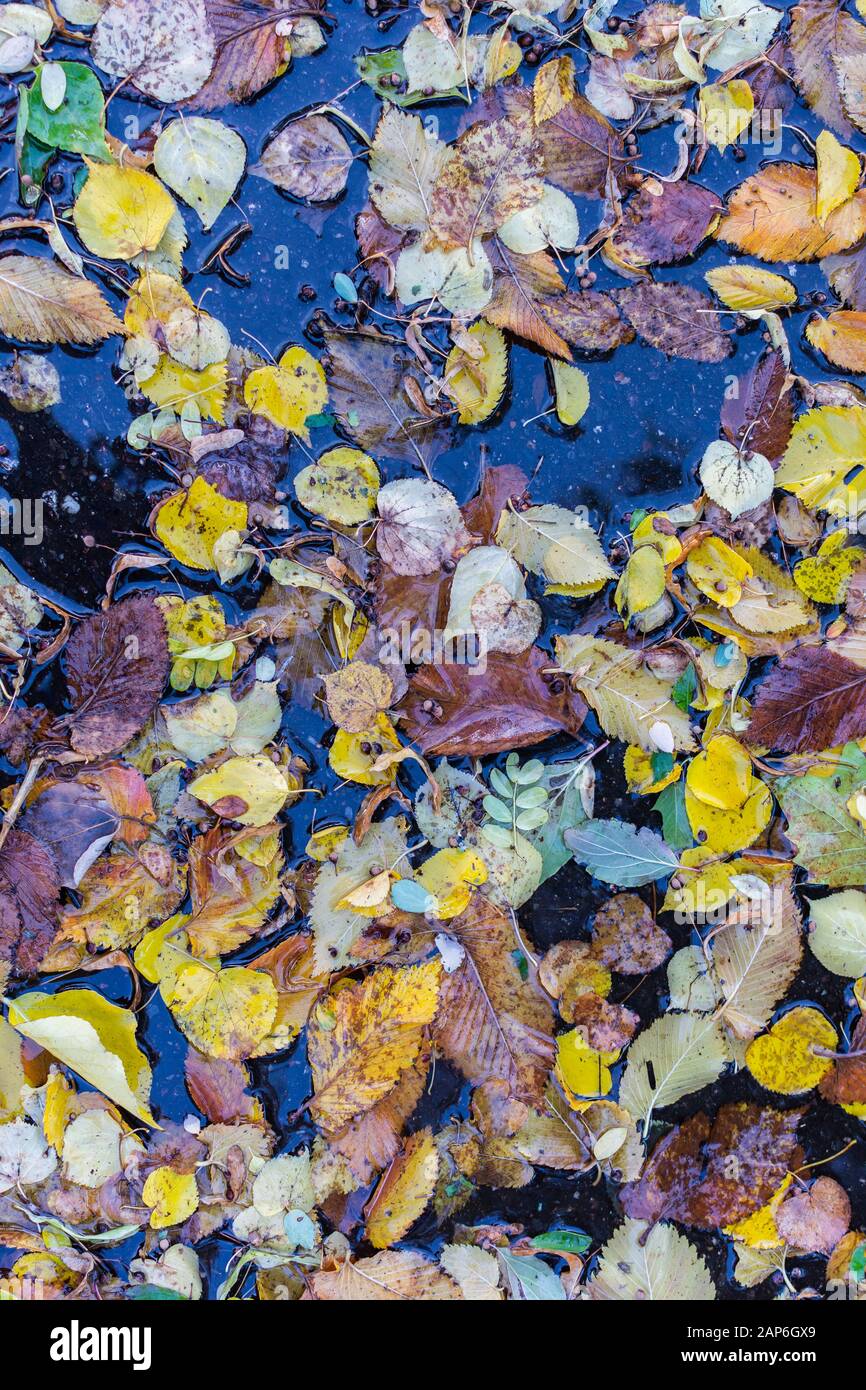 Colorful fallen leaves in a puddle of water, autumn background Stock ...