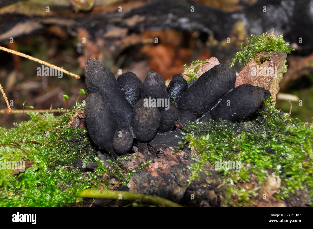 Fungi on beech stumps hi-res stock photography and images - Alamy
