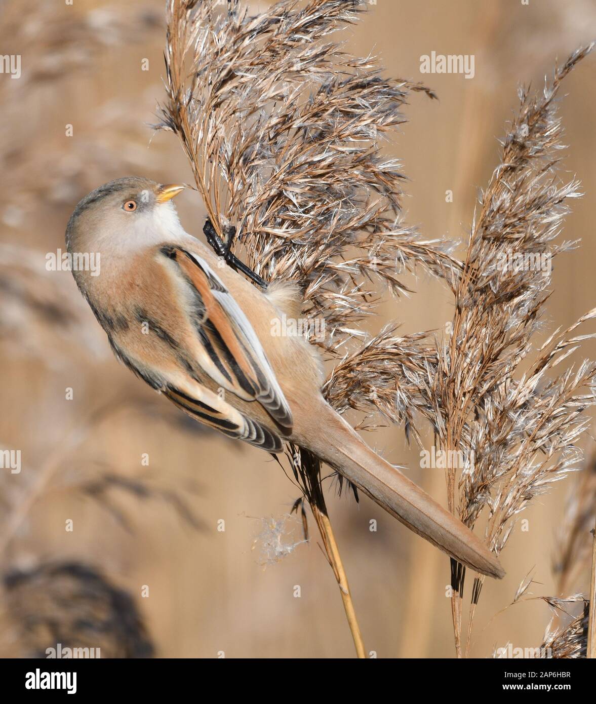 My favourite birds hi-res stock photography and images - Alamy