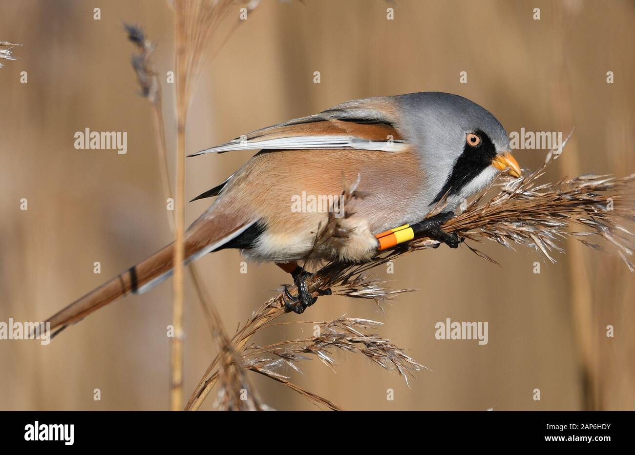 My favourite birds hi-res stock photography and images - Alamy