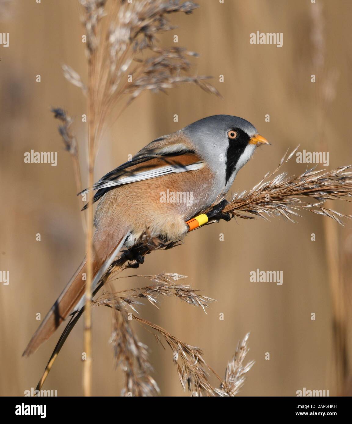 My favourite birds hi-res stock photography and images - Alamy