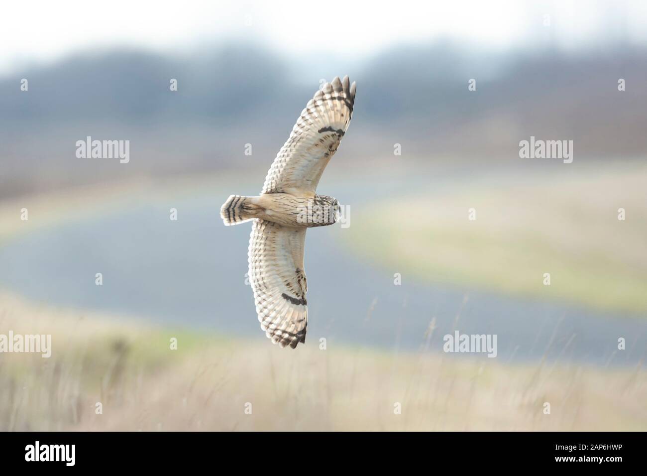 short eared owl bird at Delta BC Canada Stock Photo - Alamy