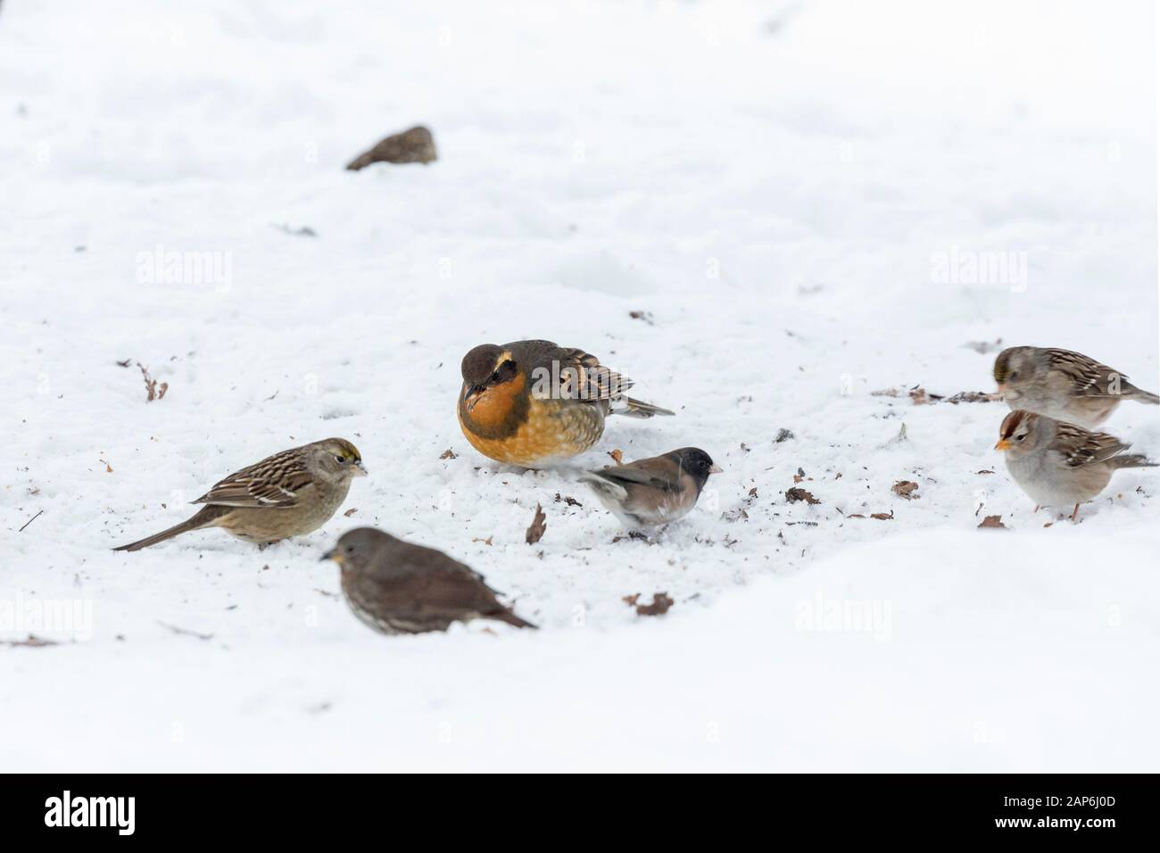 Varied Thrush Female bird at Richmond BC Canada Stock Photo - Alamy