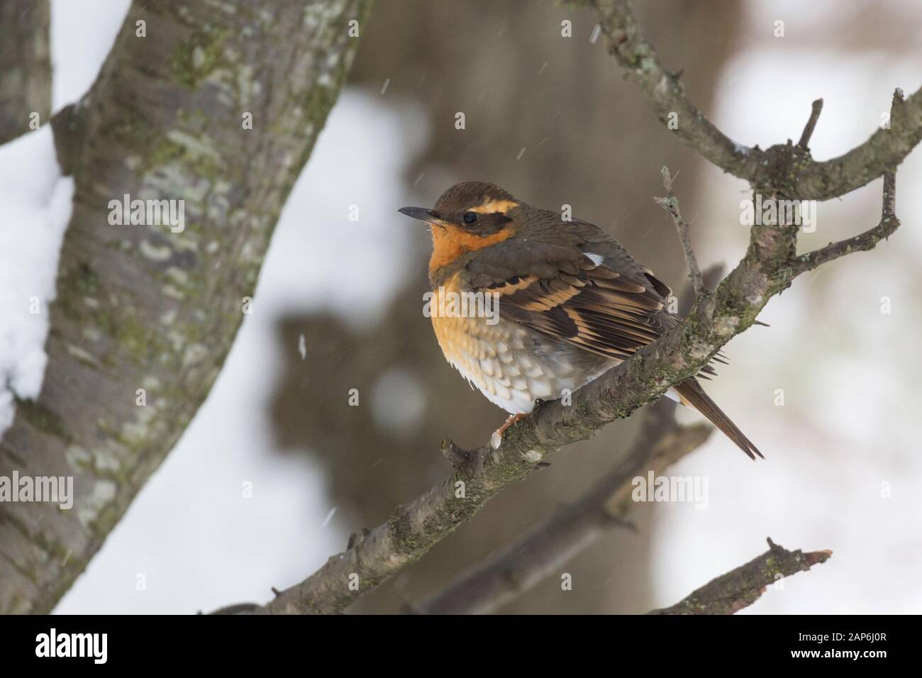 Varied Thrush Female bird at Richmond BC Canada Stock Photo - Alamy