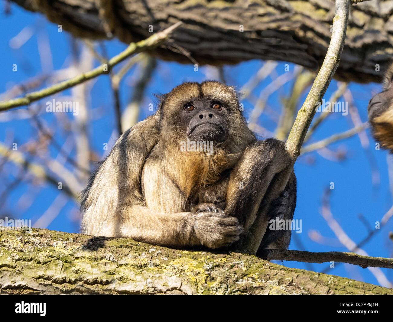 Black howler Alouatta caraya also known as black-and-gold howler ...