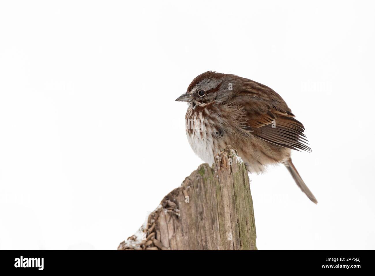 Song sparrow bird canada hi-res stock photography and images - Alamy