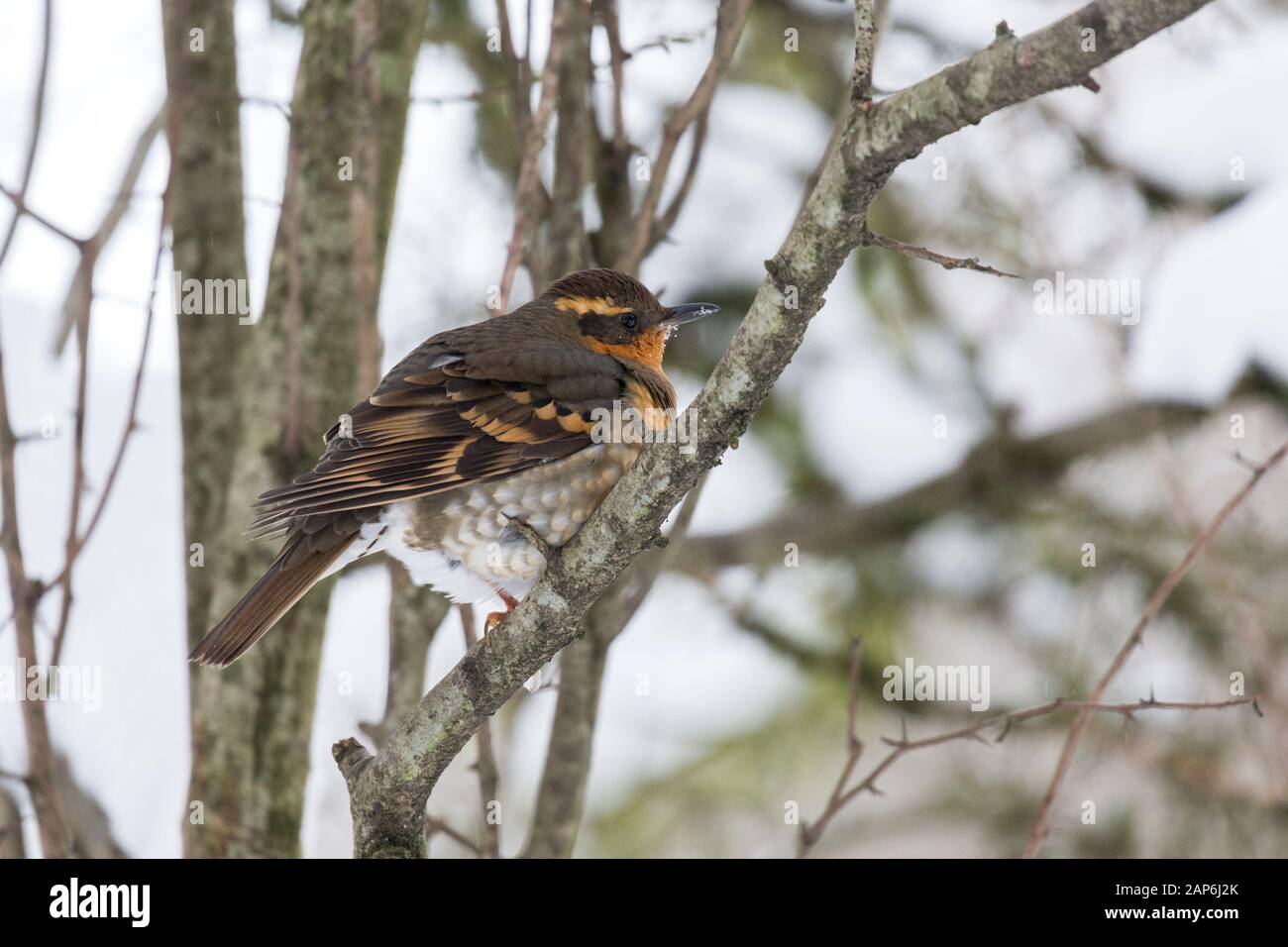 Varied Thrush Female
