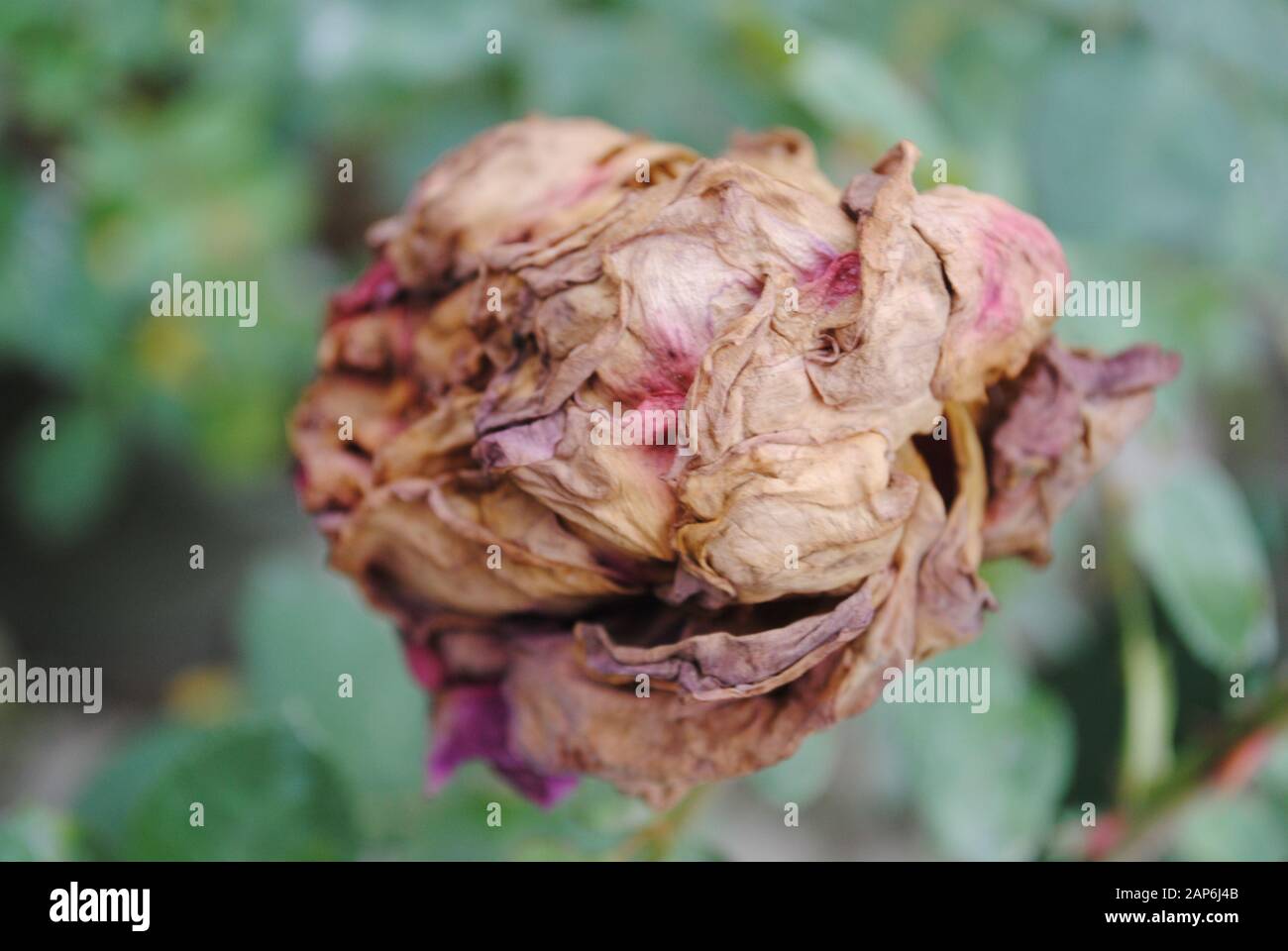 Dying rose hi-res stock photography and images - Alamy