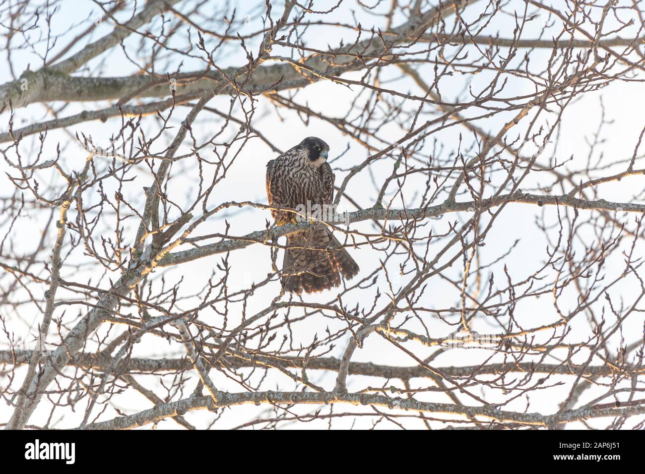 Peregrine Falcon bird at Richmond BC Canada Stock Photo - Alamy