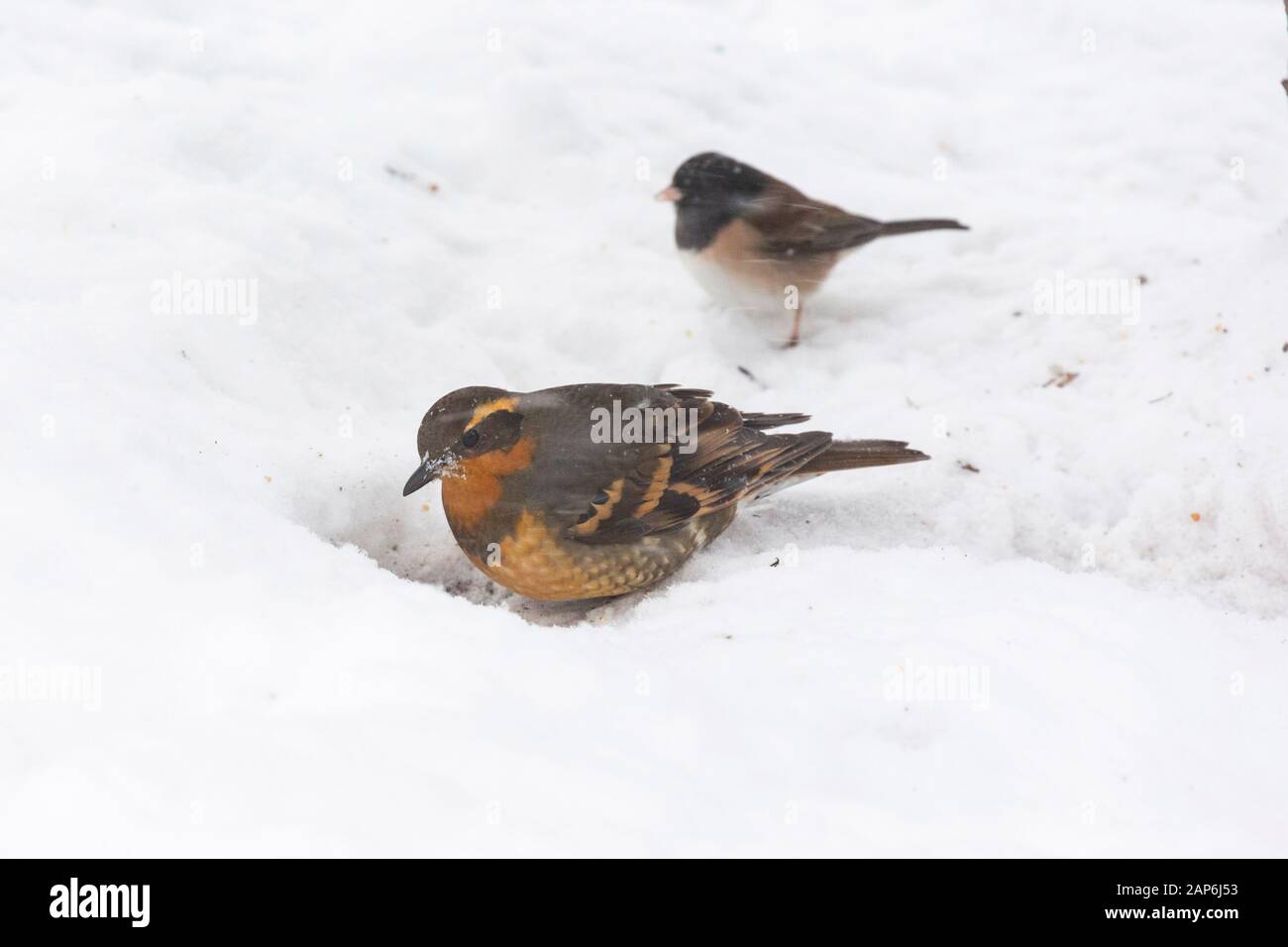 Varied Thrush Female bird at Richmond BC Canada Stock Photo - Alamy