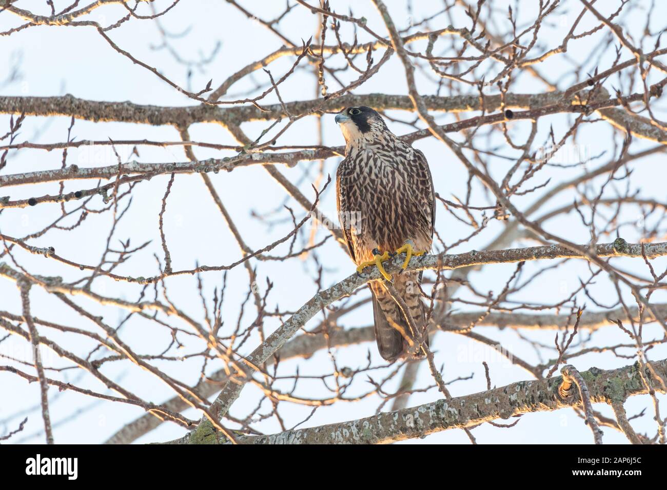 Peregrine Falcon bird at Richmond BC Canada Stock Photo - Alamy