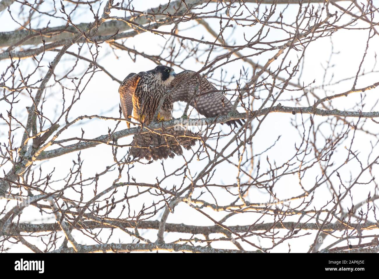 Peregrine Falcon bird at Richmond BC Canada Stock Photo - Alamy