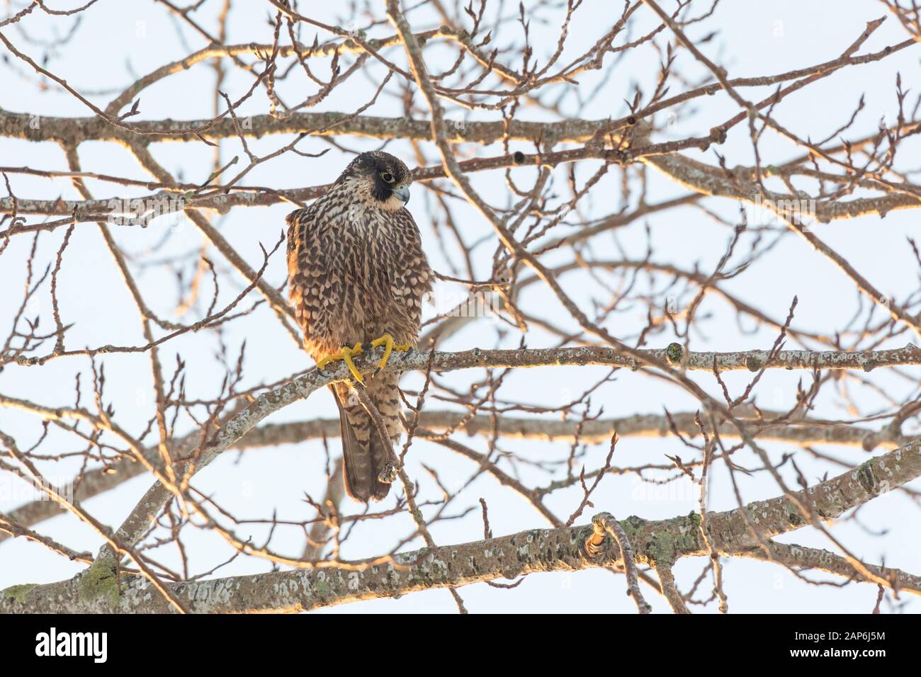 Peregrine Falcon bird at Richmond BC Canada Stock Photo - Alamy