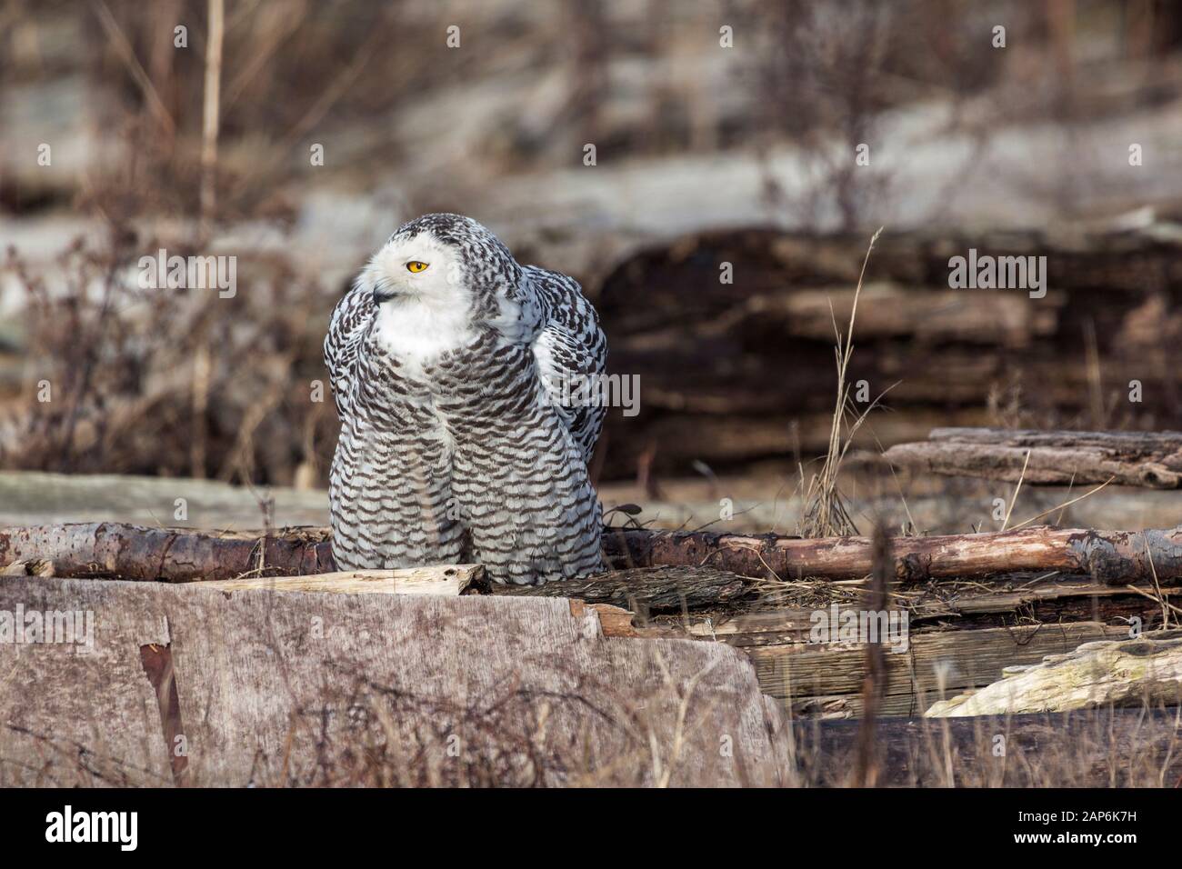 American white bird hi-res stock photography and images - Alamy